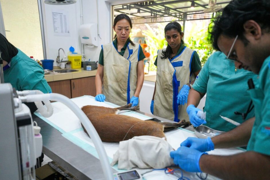 A Cat-alyst for Conservation - Sunway Stories